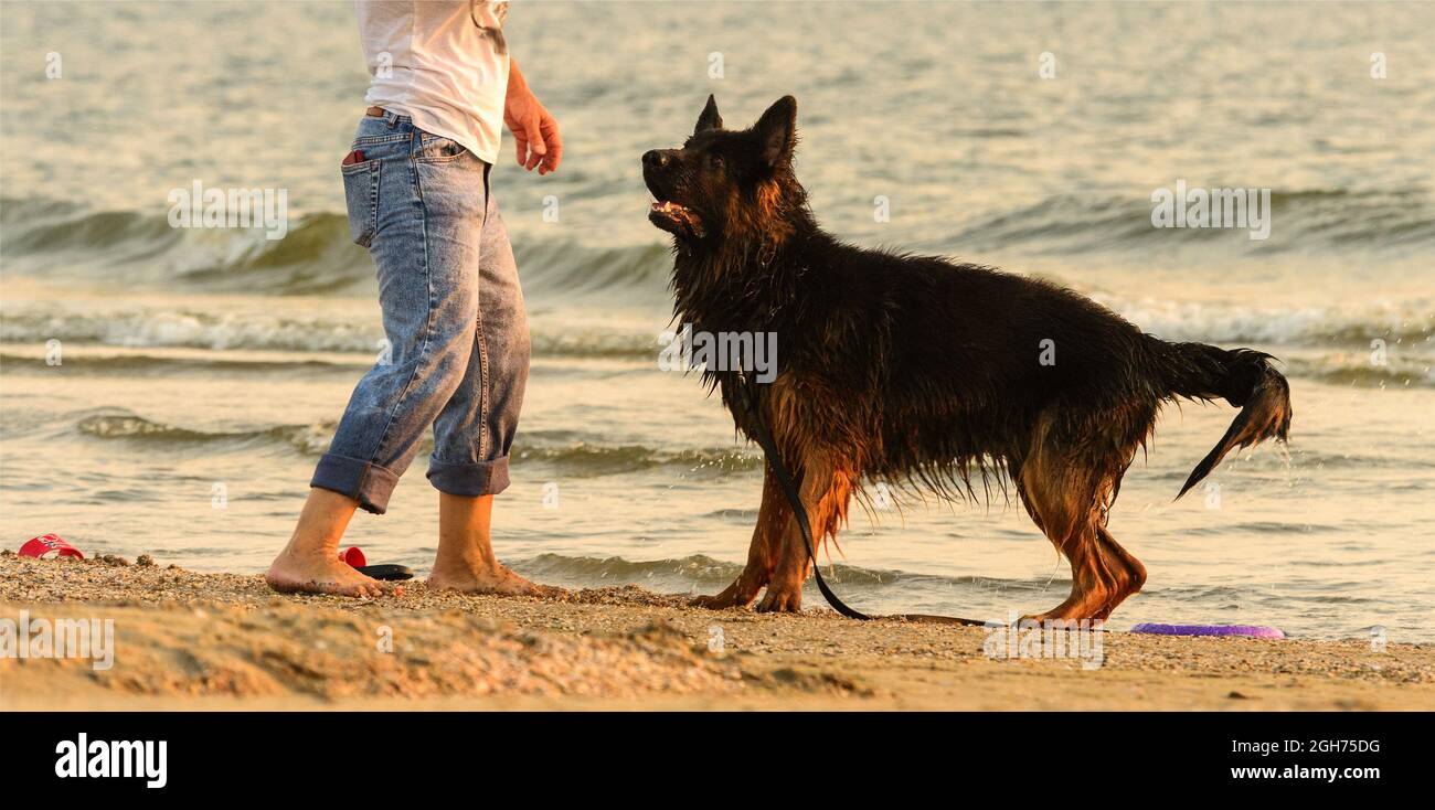 female dog owner with his long-haired German Shepherd trains at sea ...