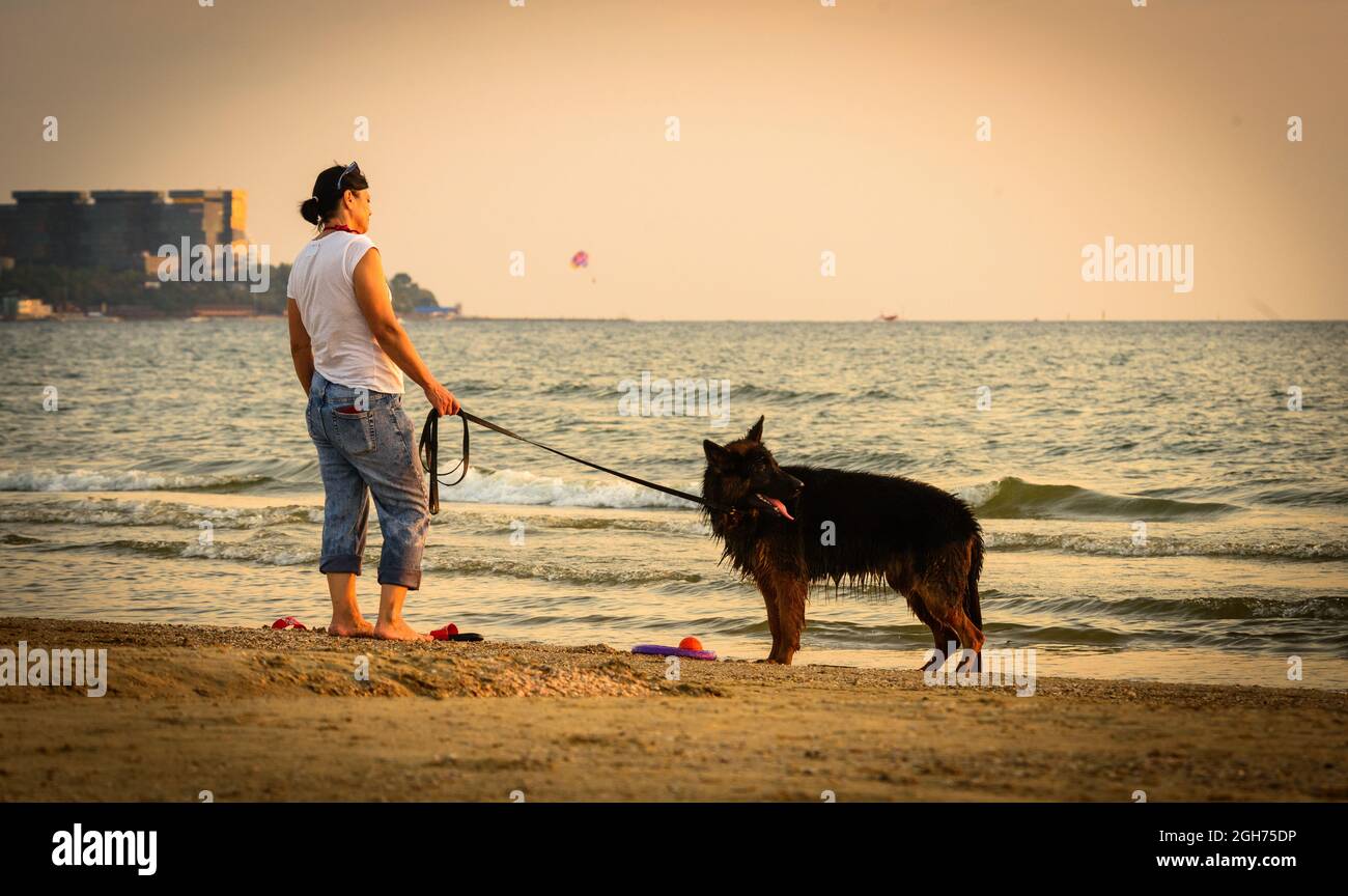 female dog owner with his long-haired German Shepherd at sea beach ...
