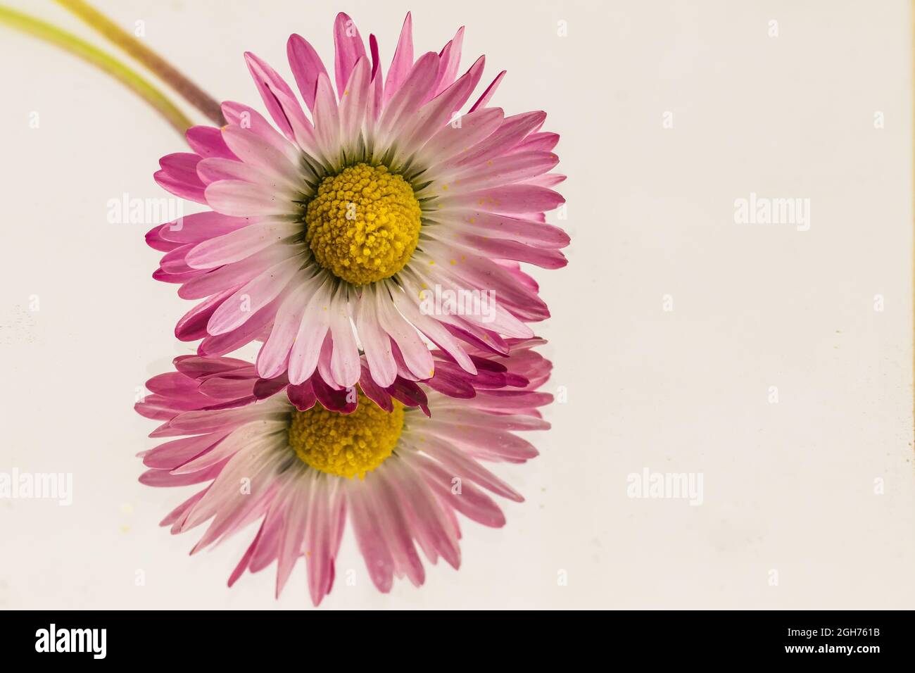 isolated daisy flower Stock Photo - Alamy