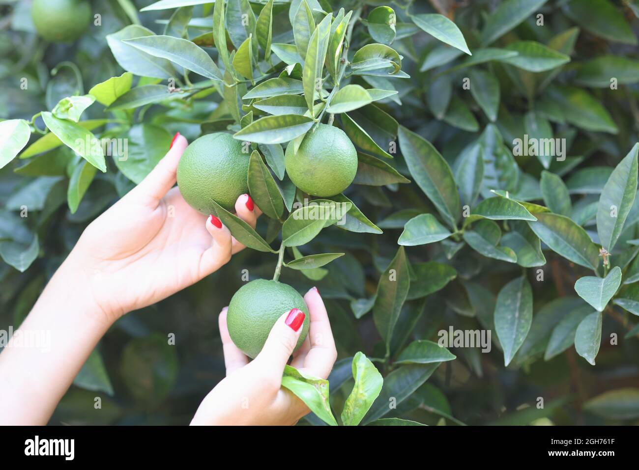 Female oranges farm hi-res stock photography and images - Alamy