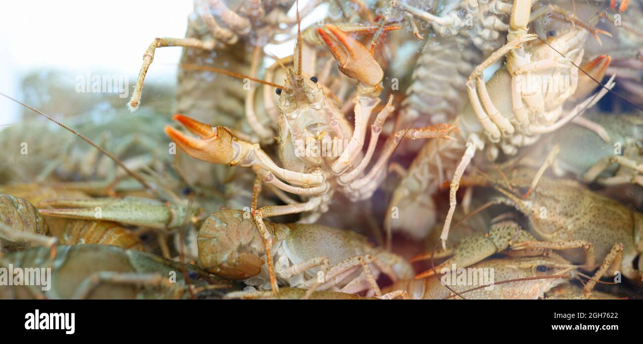 Live crayfish in the water hi-res stock photography and images - Alamy