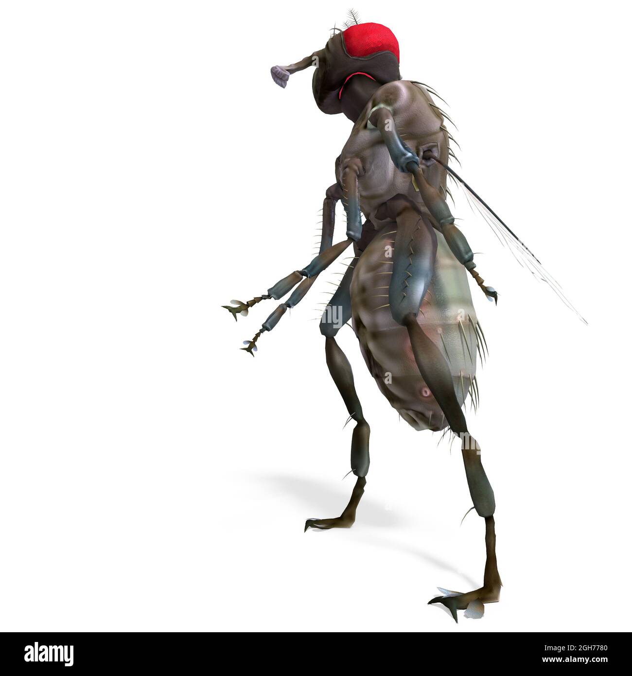 3d-illustration of an isolated huge fly Stock Photo - Alamy