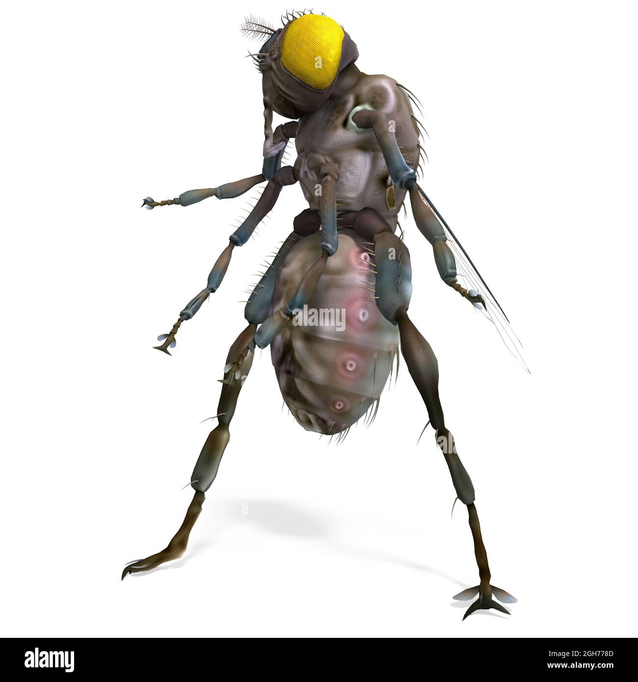 3d-illustration of an isolated huge fly Stock Photo - Alamy