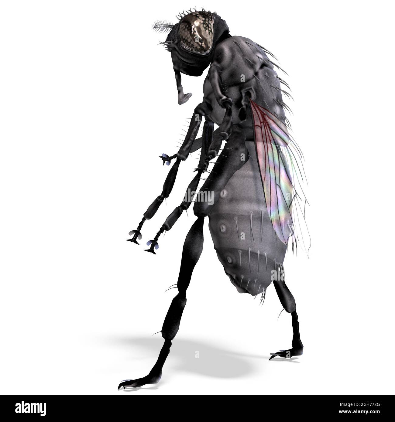 3d-illustration of an isolated giant blaxk fly Stock Photo - Alamy