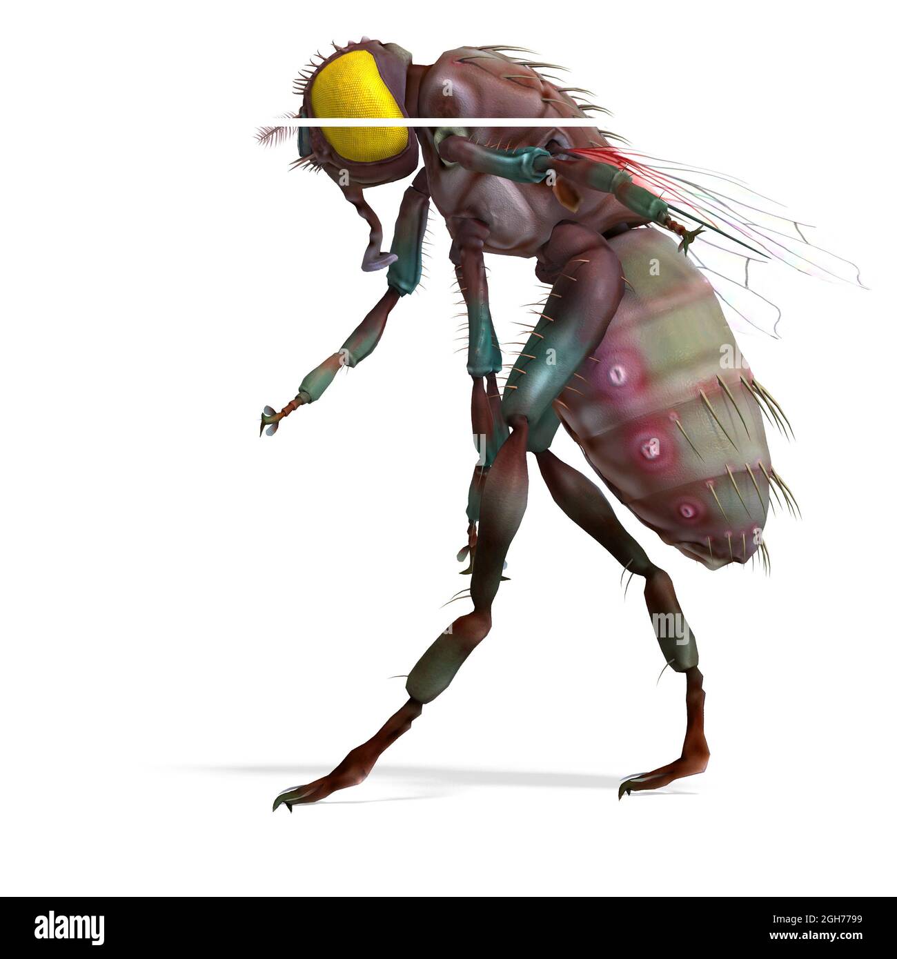 3d-illustration of an isolated huge fly Stock Photo - Alamy