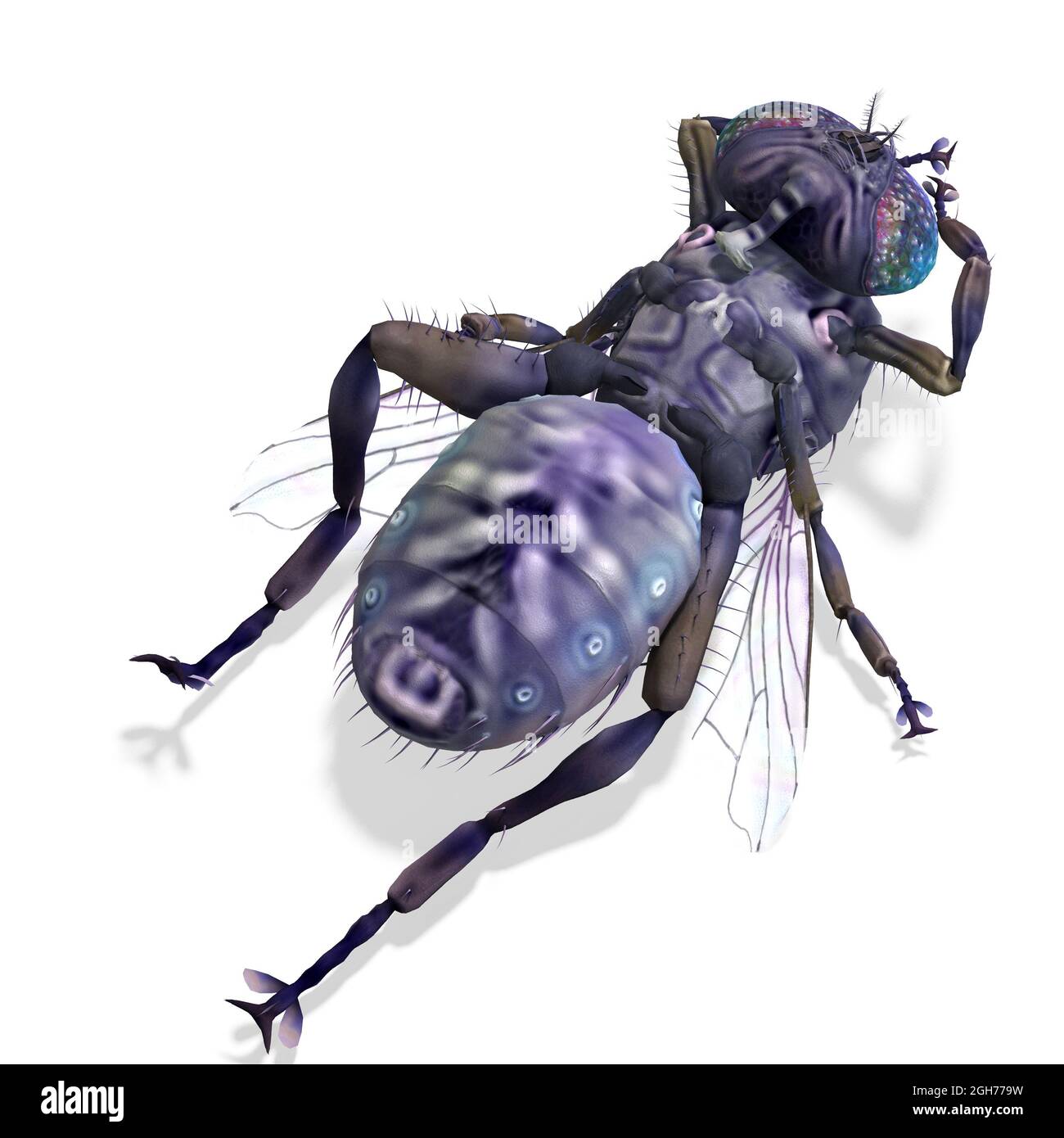 3d-illustration of an isolated terrible blue huge fly Stock Photo - Alamy