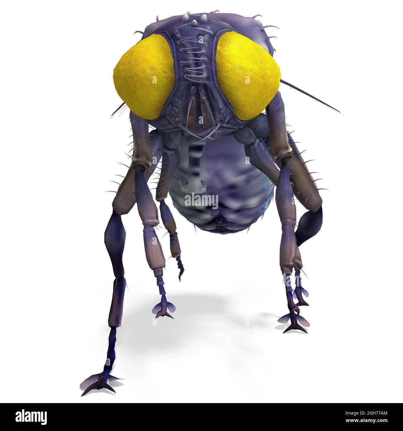 3d-illustration of an isolated terrible blue huge fly Stock Photo - Alamy