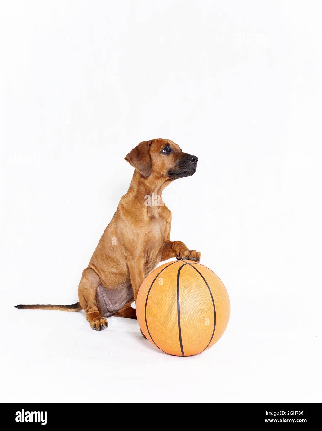 Adorable Rhodesian Ridgeback puppy with its hand on the basketball ball ...