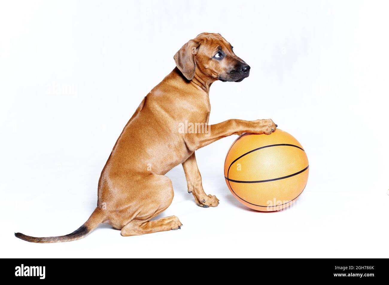 Adorable Rhodesian Ridgeback puppy with its hand on the basketball ball ...