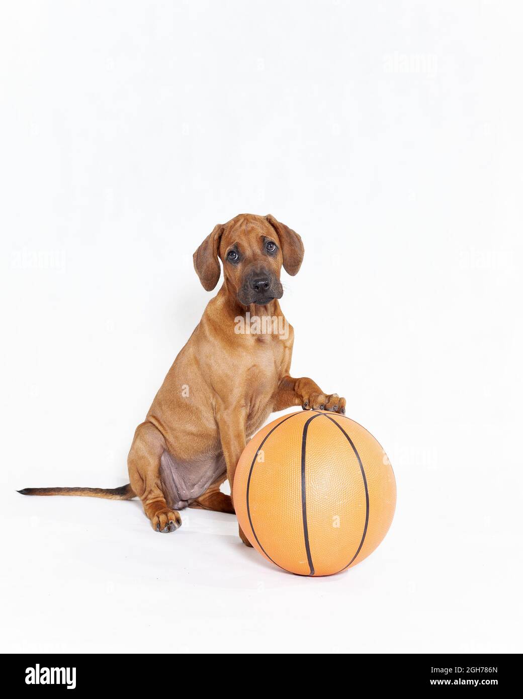 Adorable Rhodesian Ridgeback puppy with its hand on the basketball ball ...