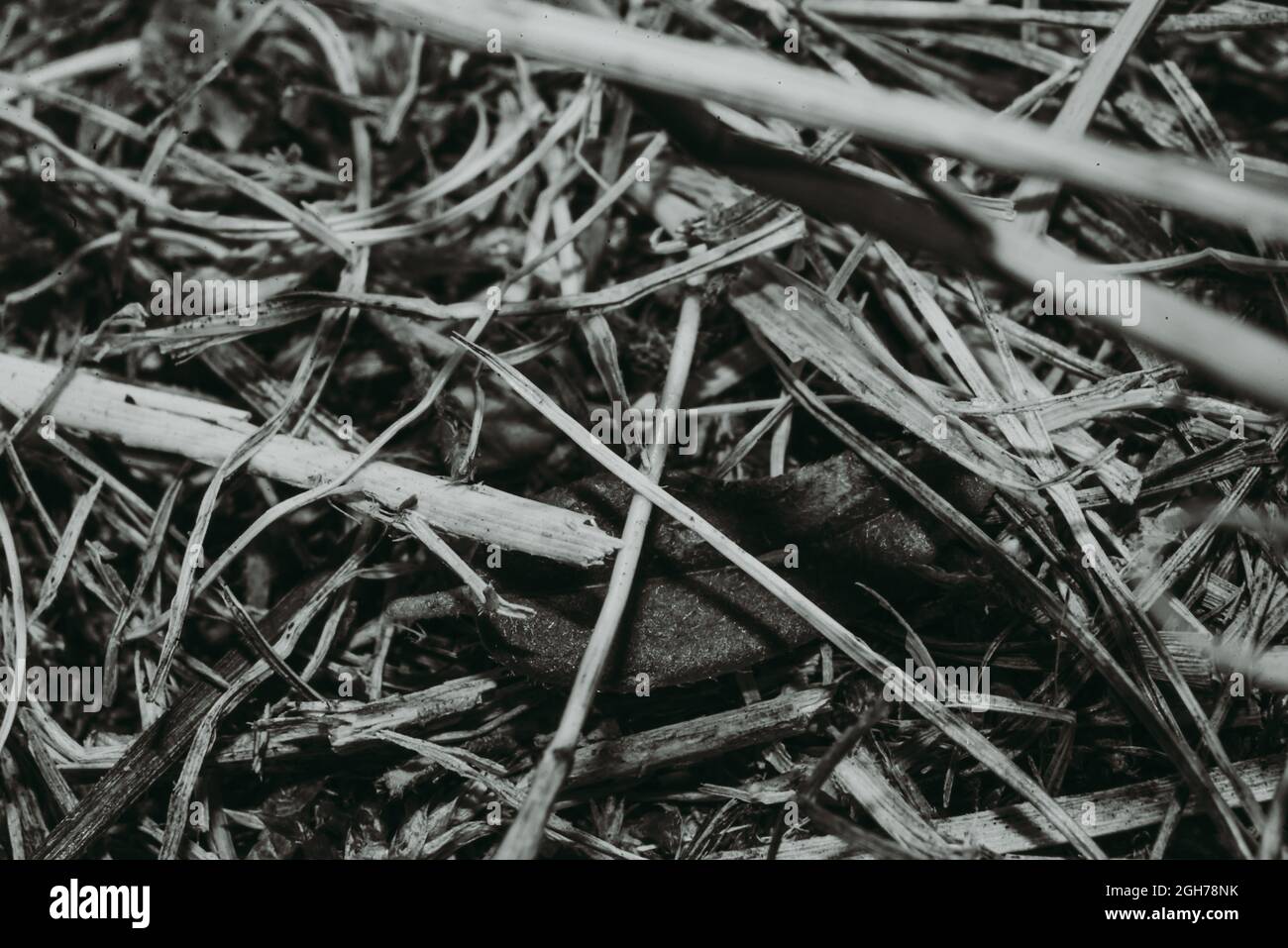 abstract black and white background nature close up Stock Photo - Alamy