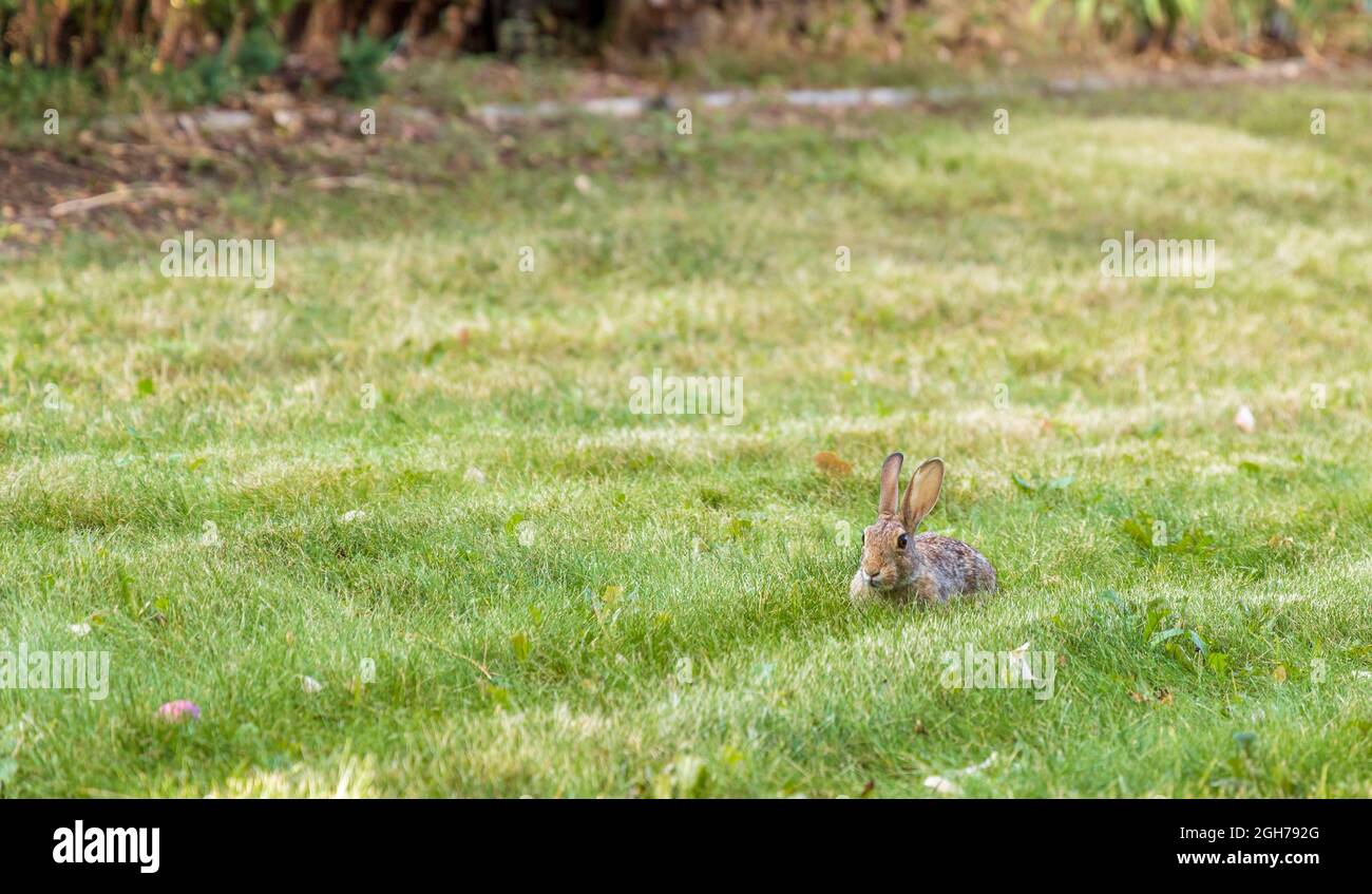 Cute gray rabbit on the sunny lawn in the backyard Stock Photo - Alamy