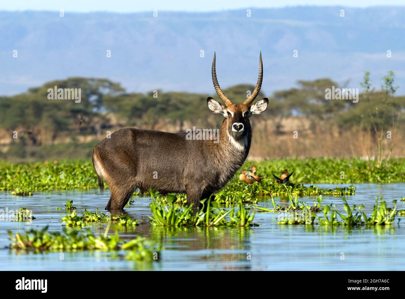 Lone water buck standing in water Stock Photo - Alamy