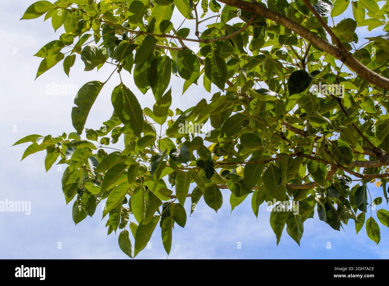 Green leaves of a rather leafy tree in a park. City of Salvador, Bahia ...