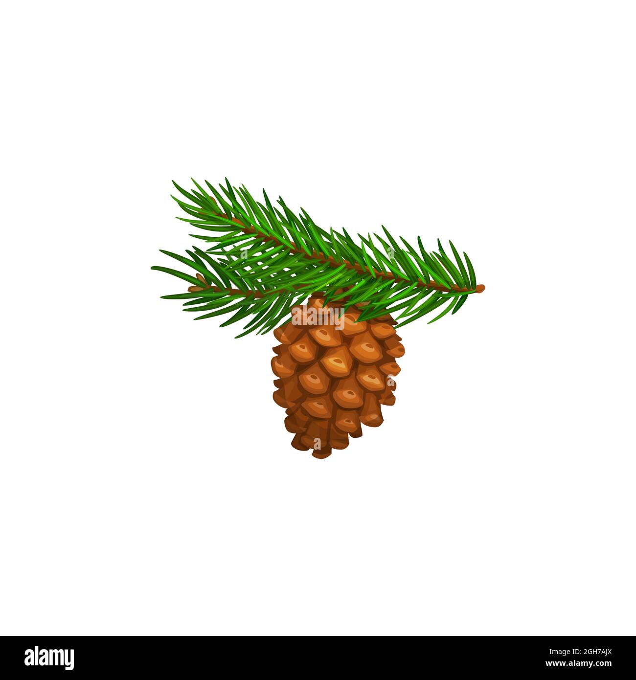 Pine cone or pinecone on fir tree branch, isolated vector icon ...