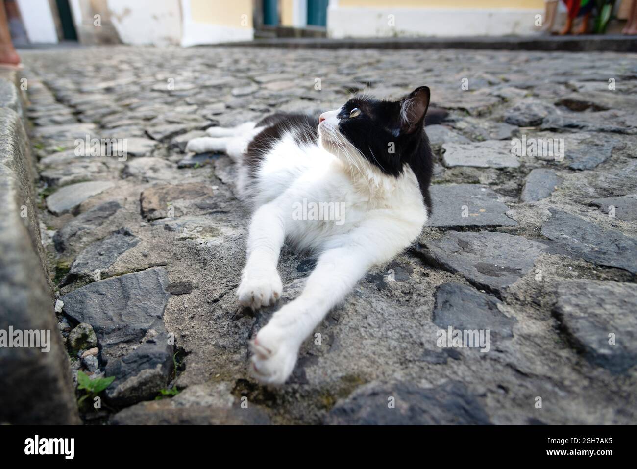 Docile and beautiful black and white cat, posing for the photo on the cobblestone streets of ...