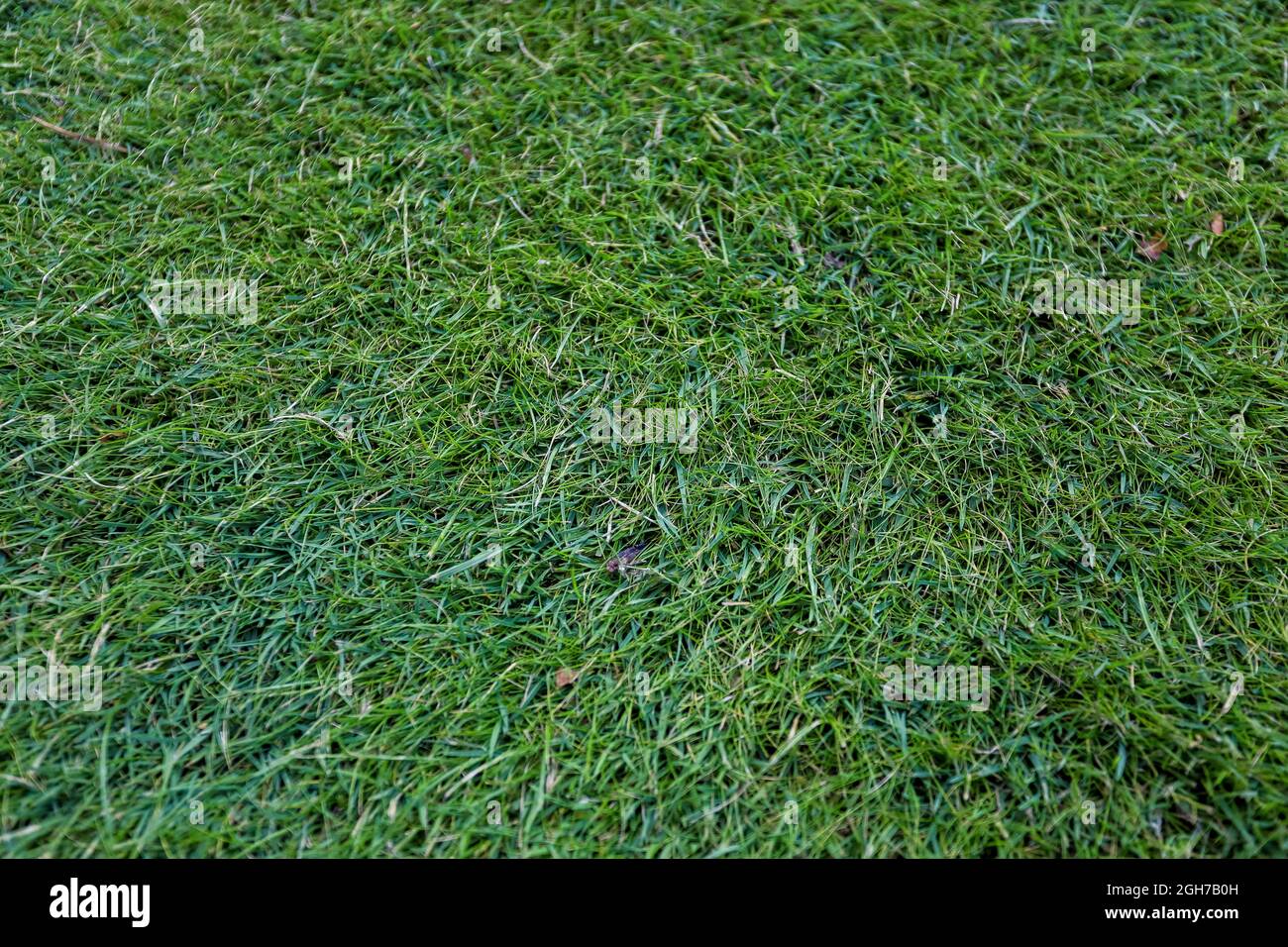 green grass texture of the golf course for background. High quality ...