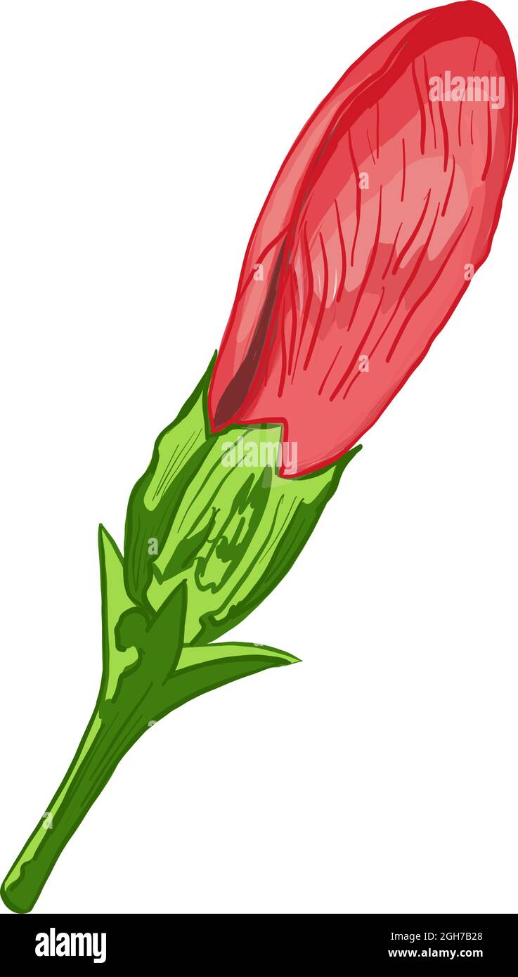 Vector illustration of a hibiscus plant - flowers and leaves of a plant ...