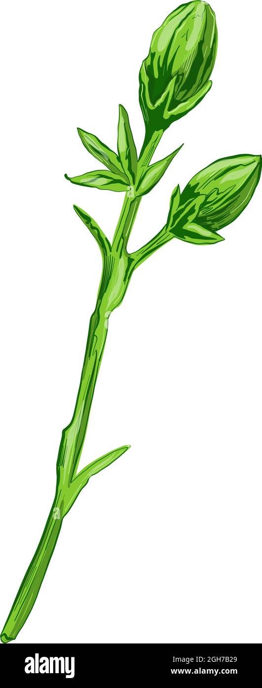 Vector illustration of a hibiscus plant - flowers and leaves of a plant ...