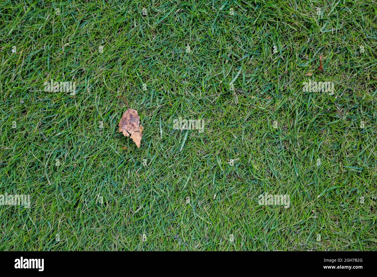 green grass texture of the golf course for background. High quality ...