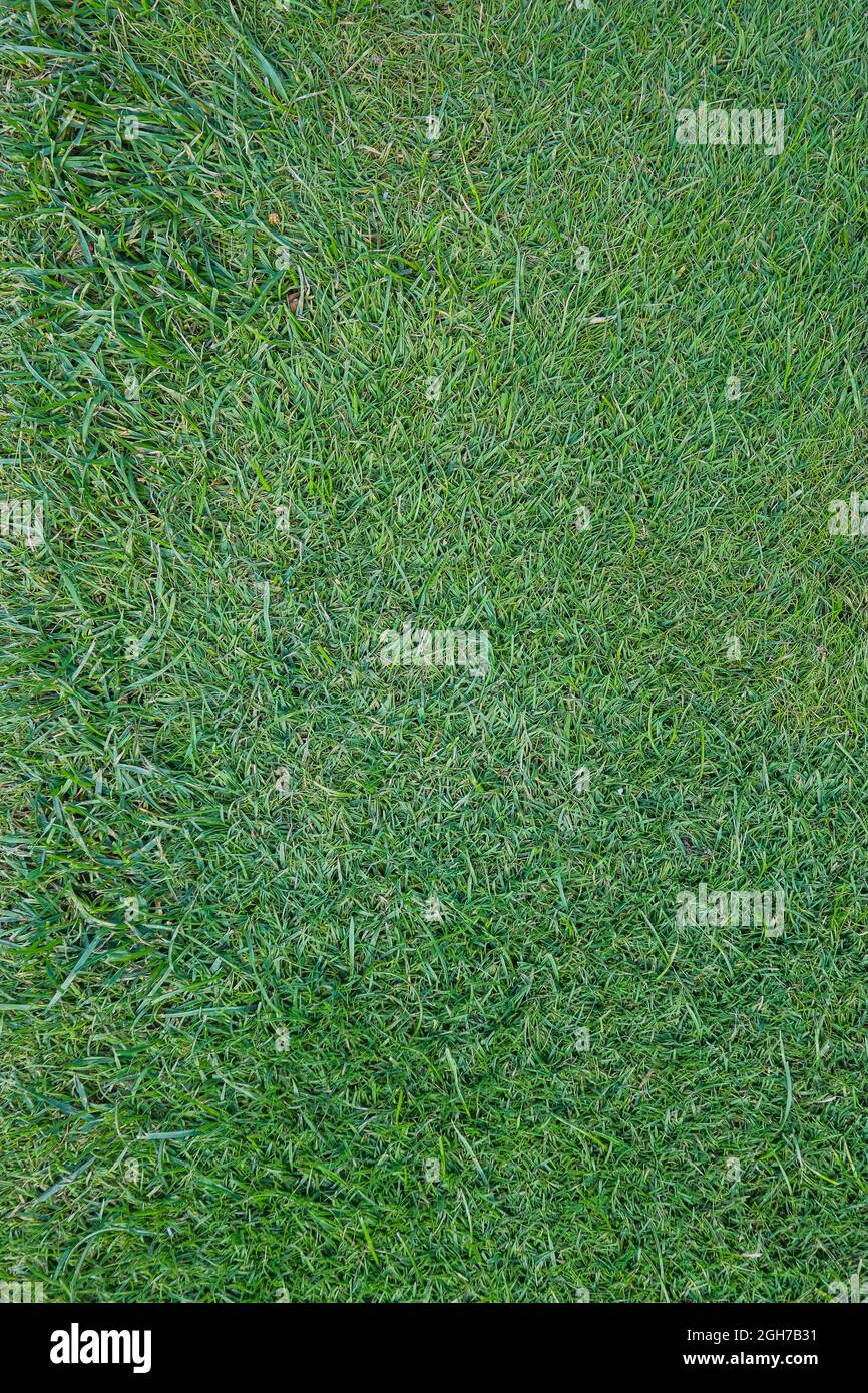 green grass texture of the golf course for background. High quality ...