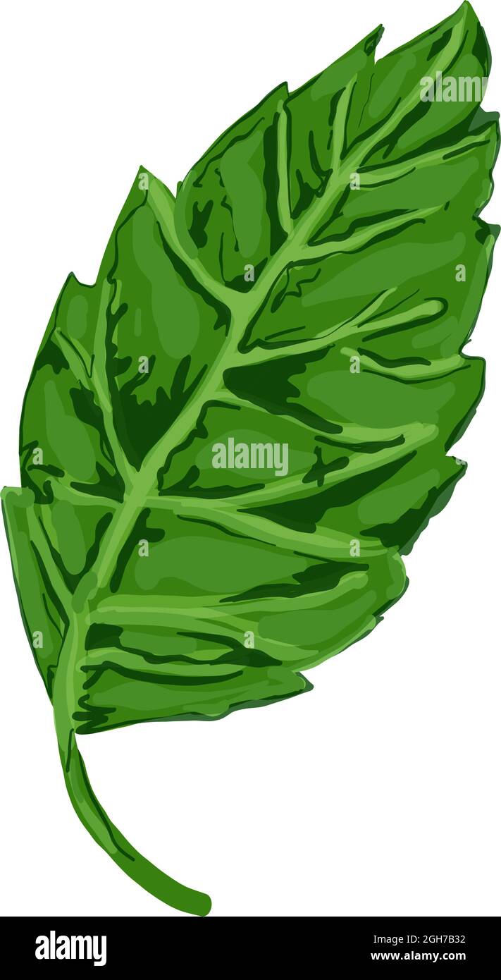 Vector illustration of a hibiscus plant - flowers and leaves of a plant ...
