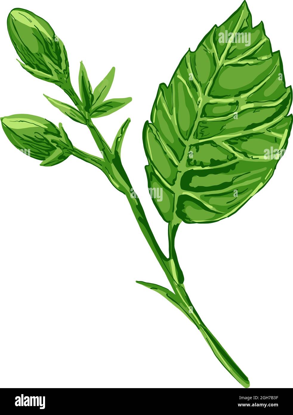 Vector illustration of a hibiscus plant - flowers and leaves of a plant ...