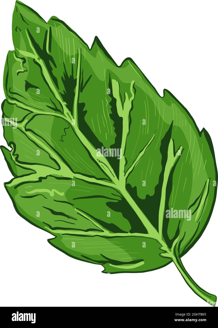Vector illustration of a hibiscus plant - flowers and leaves of a plant ...
