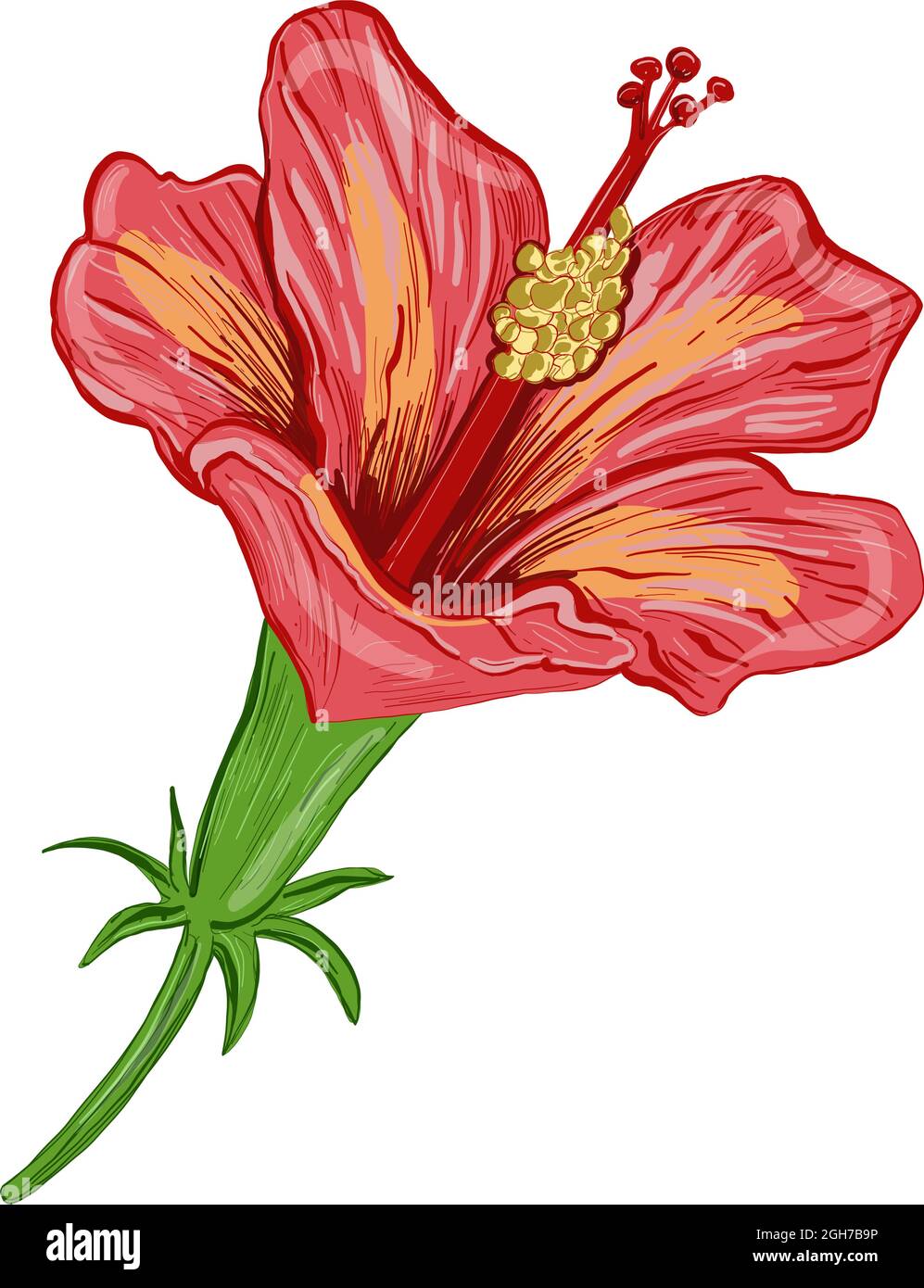 Vector illustration of a hibiscus plant - flowers and leaves of a plant ...
