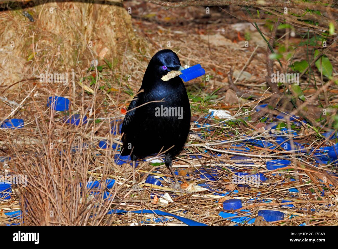 Female bowerbird nest hi-res stock photography and images - Alamy