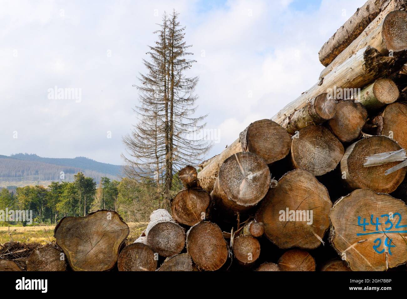 Oberharz Am Brocken, Germany. 02nd Sep, 2021. A dead conifer stands ...