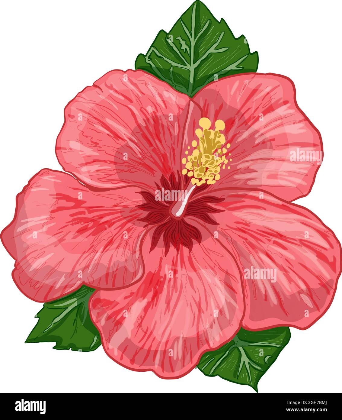 Vector illustration of a hibiscus plant - flowers and leaves of a plant ...