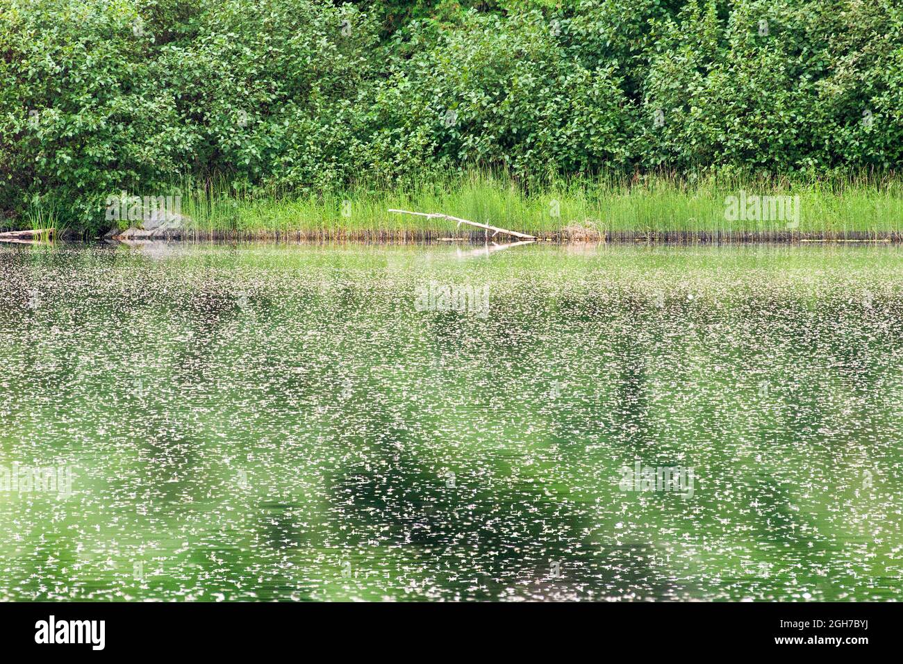 Dead insects after hatching and mating on the surface of a lake Stock ...