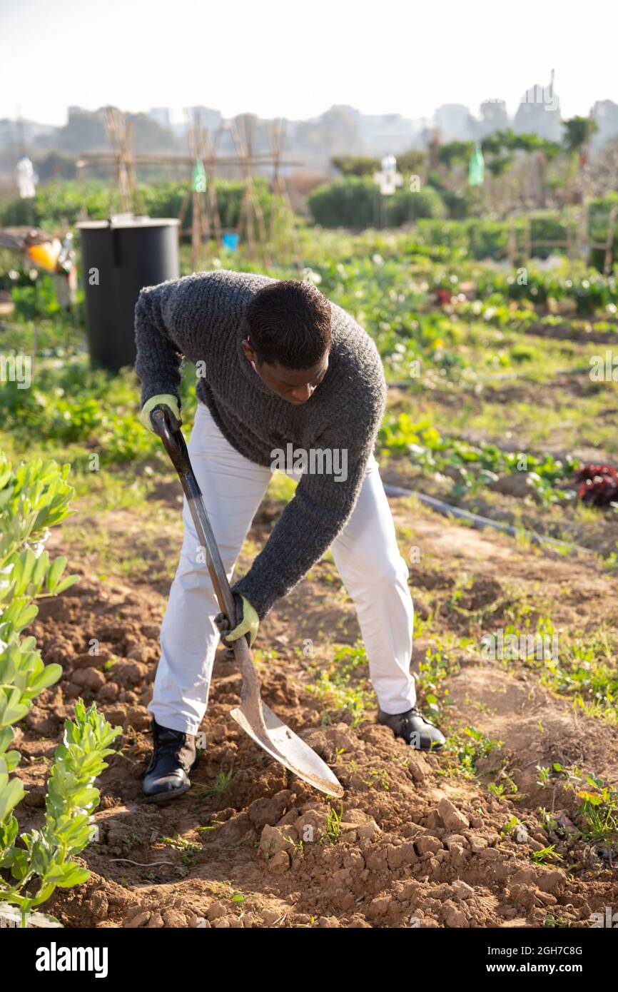 African american man works in a kitchen garden, digging the ground with ...