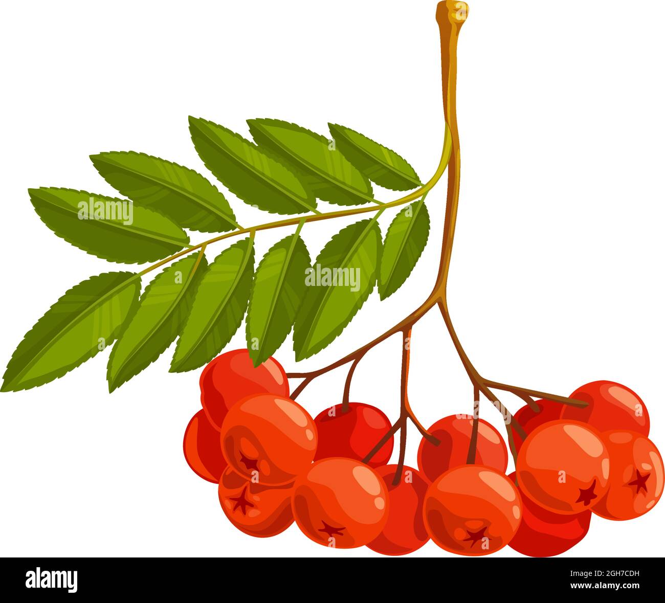 Rowanberry isolated vector icon, wild berries with green leaves on ...
