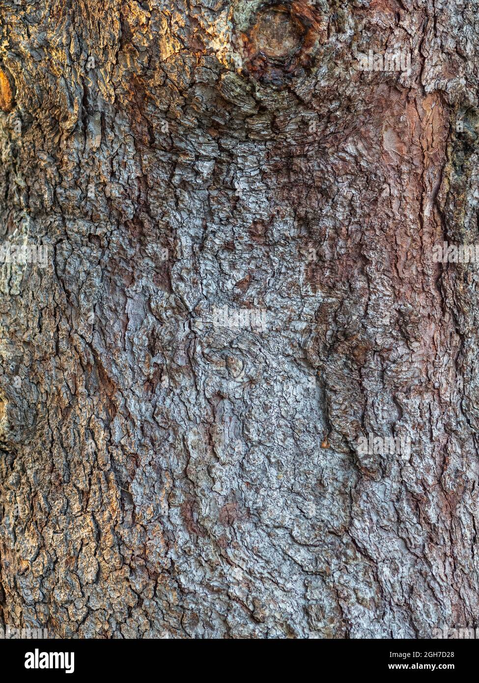 Bark texture and background of a old fir tree trunk. Detailed bark ...