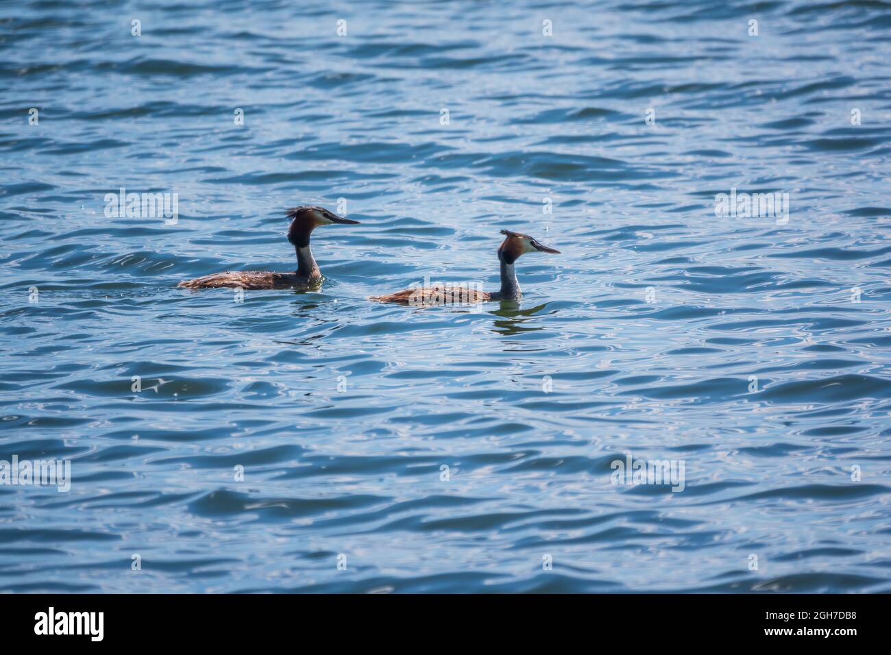 Two Great Crested Grebes swim in the lake. The great crested grebe ...
