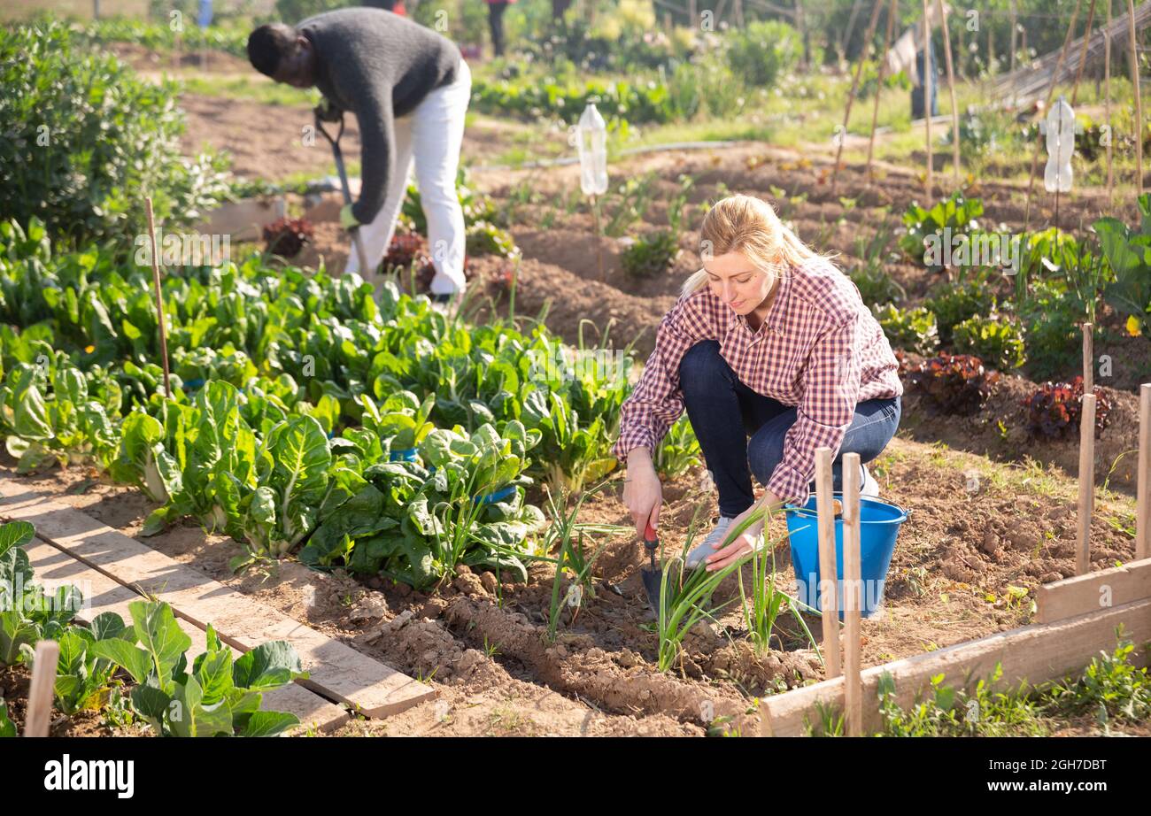Young woman working in the vegetable garden, digging and loosening the ...