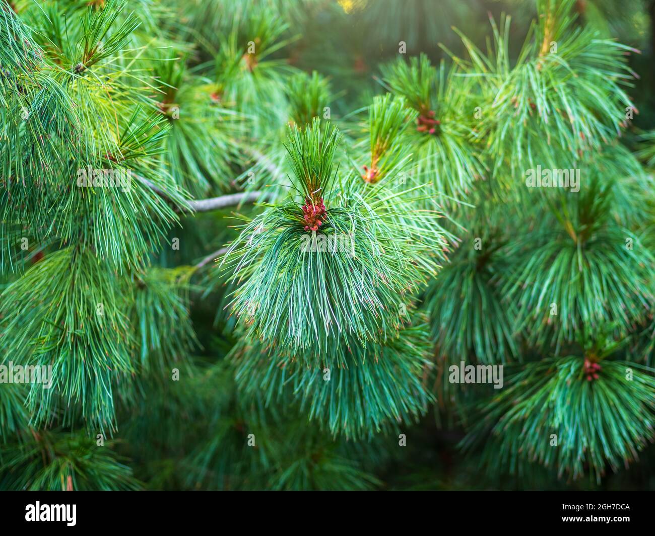Cedar branches with long fluffy needles with a beautiful blurry background. Pinus sibirica, or ...