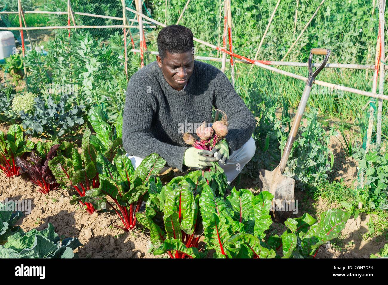 African american man harvests beets from a garden bed Stock Photo - Alamy