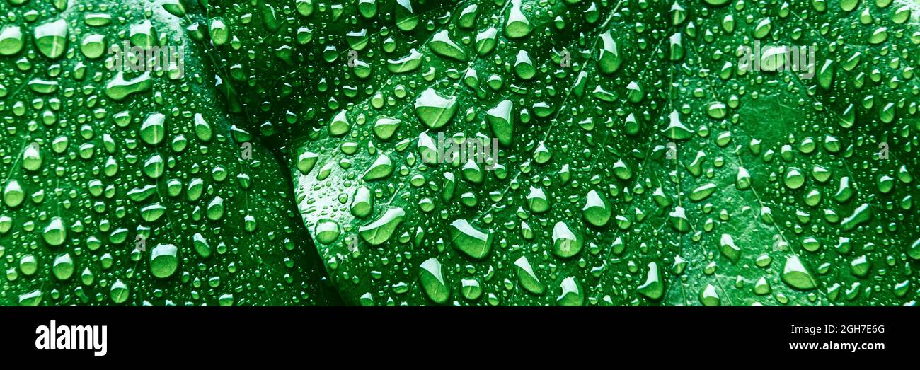 Texture of many fresh beautiful leaves with raindrops. Natural ...