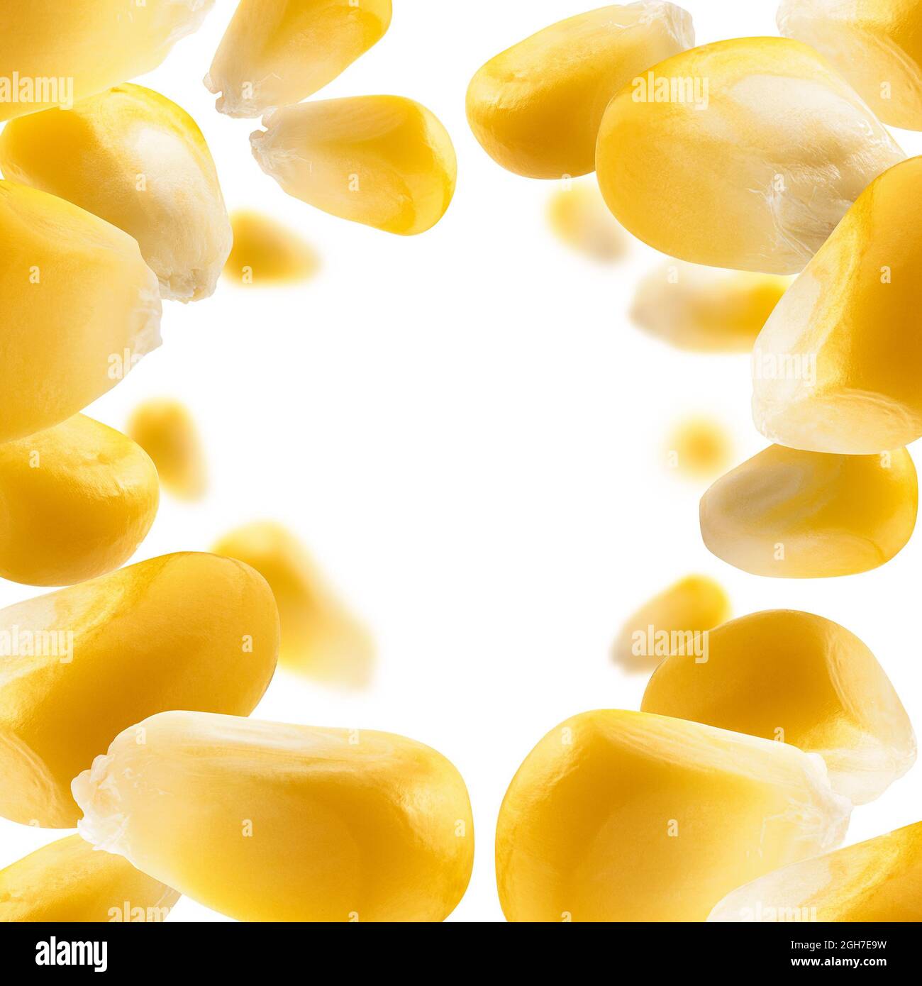 Ripe corn grains levitate on a white background Stock Photo - Alamy