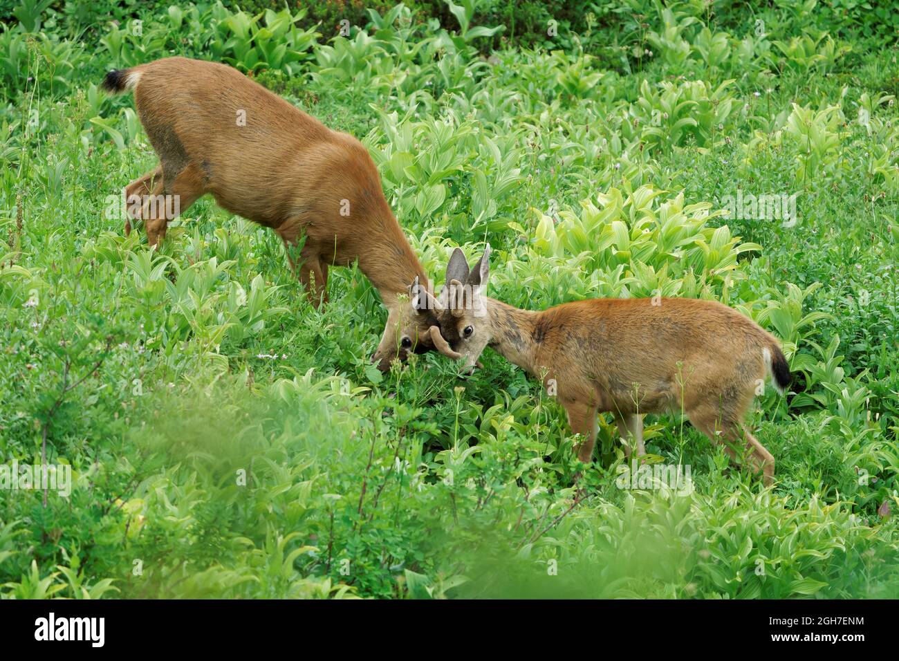 In lush green park two hi-res stock photography and images - Alamy