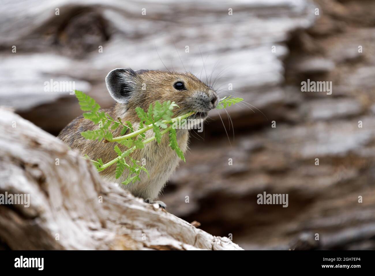 American pika (Ochotona princeps) sitting on log carrying vegetation in ...