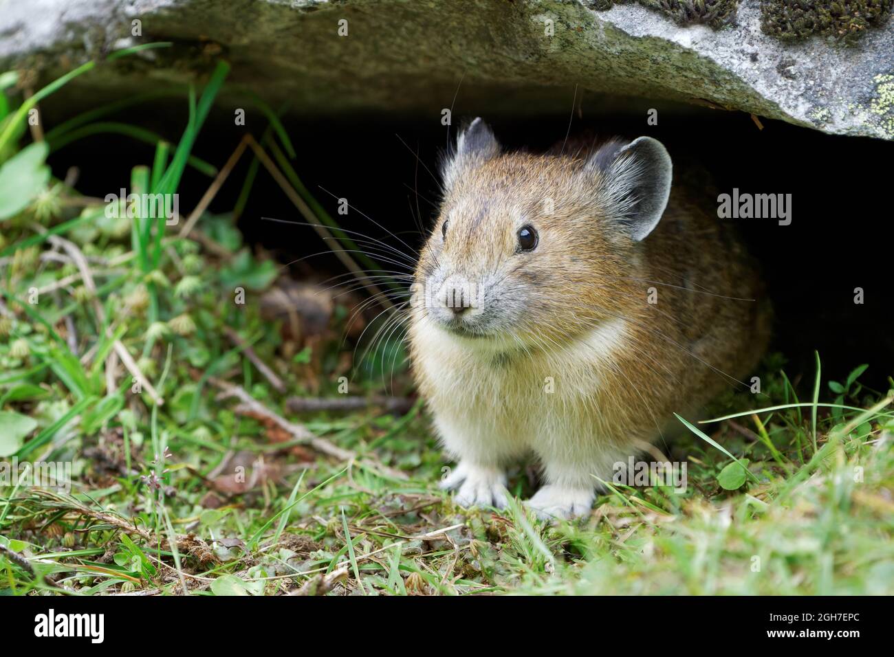 American pika (Ochotona princeps) sitting under rock, Mount Rainier ...