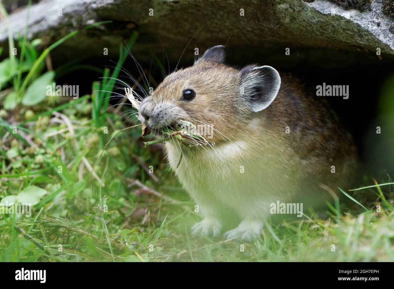American pika (Ochotona princeps) sitting under rock carrying ...