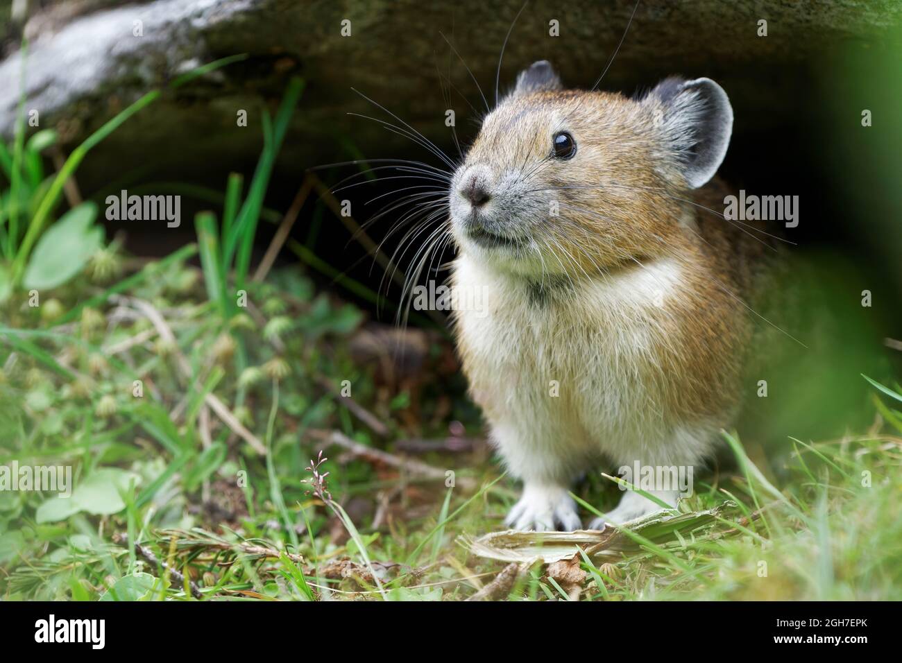 American pika (Ochotona princeps) sitting under rock, Mount Rainier ...