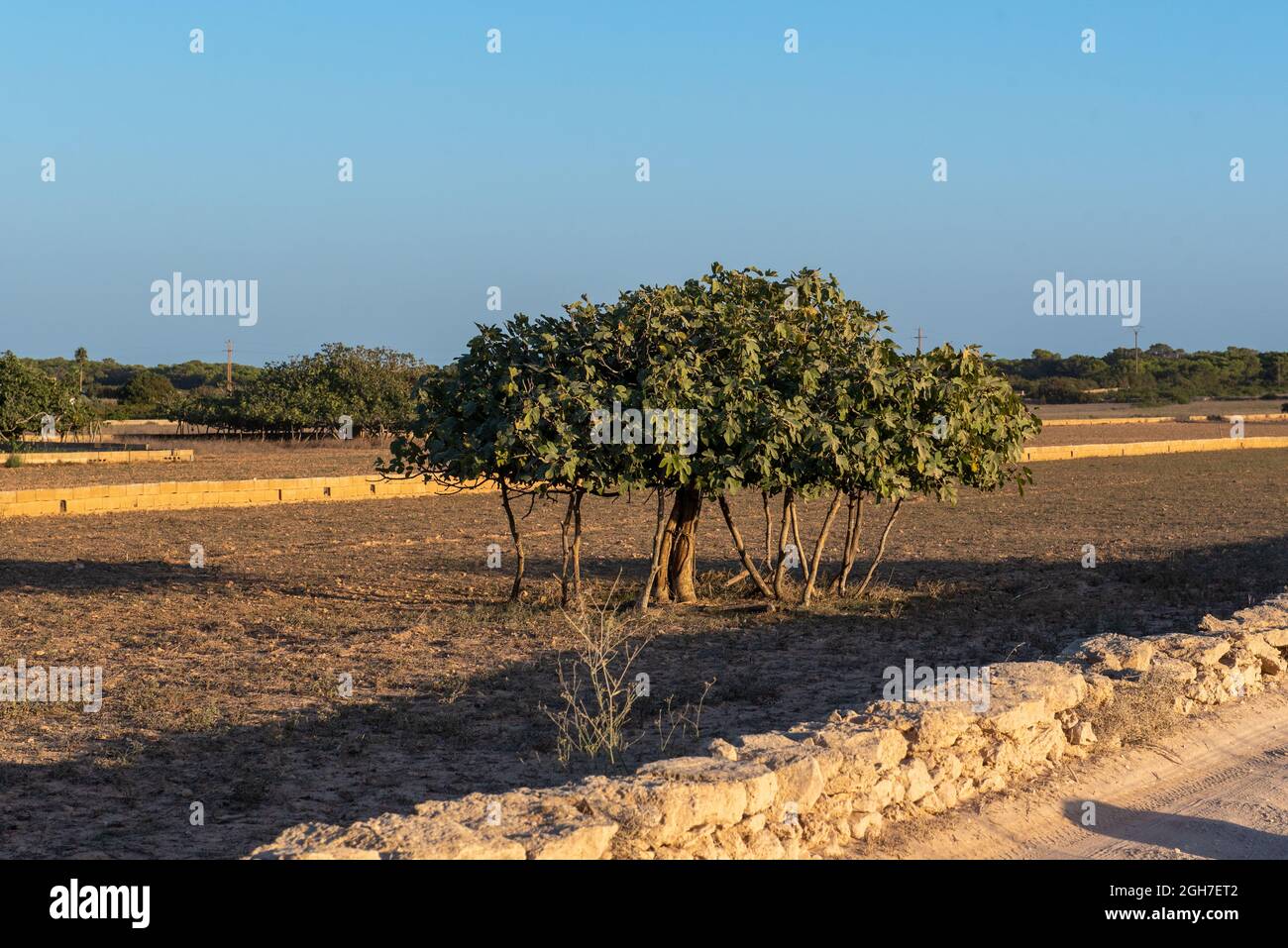 View of the largest fig tree in Europe on the island of Formentera in ...