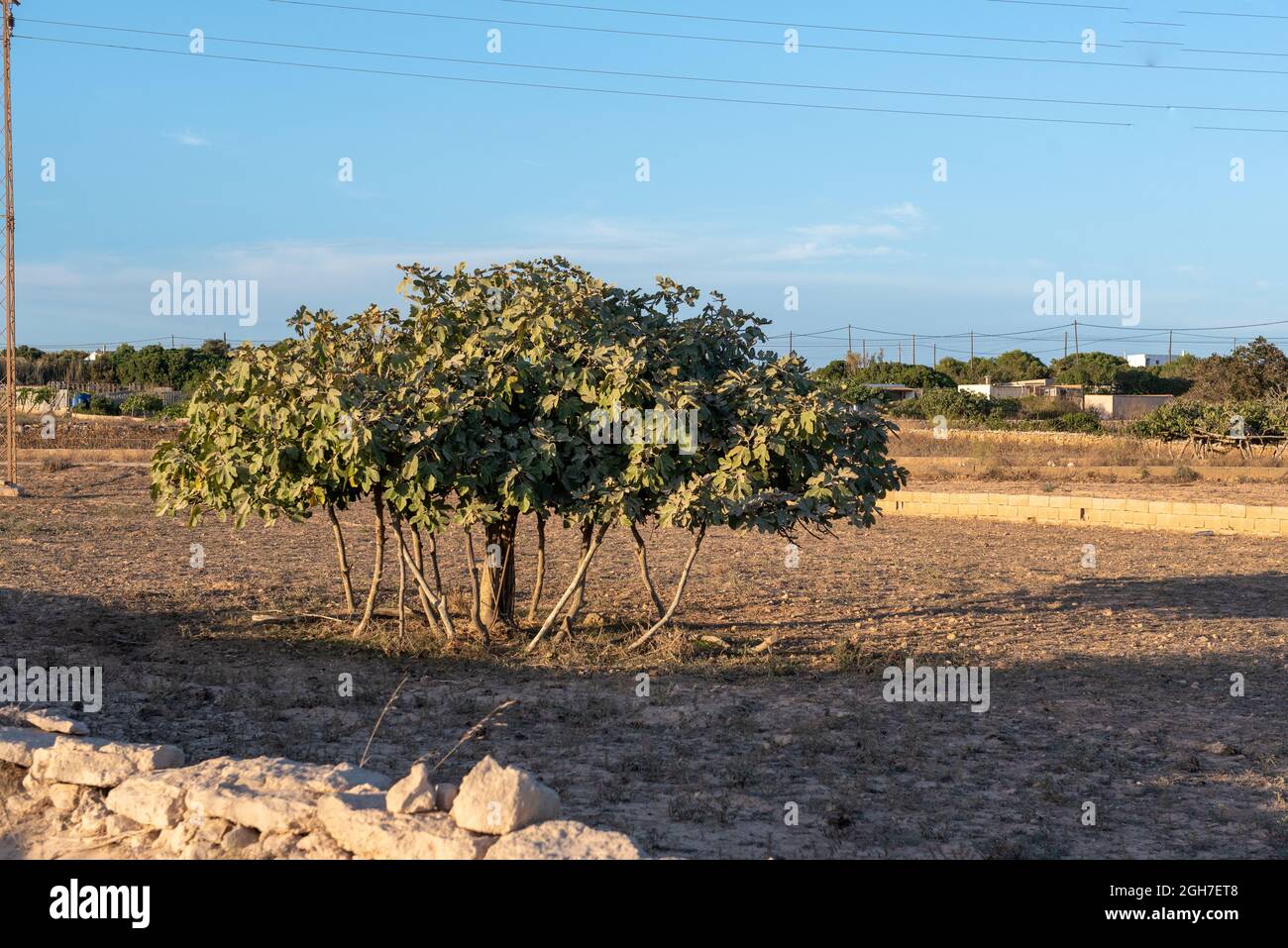 View of the largest fig tree in Europe on the island of Formentera in ...