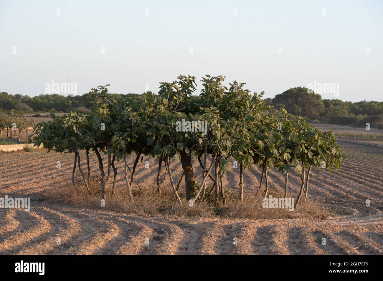 View of the largest fig tree in Europe on the island of Formentera in ...